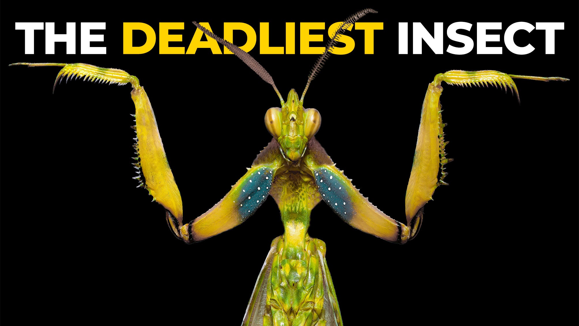 The Insane Biology of: The Praying Mantis | Nebula