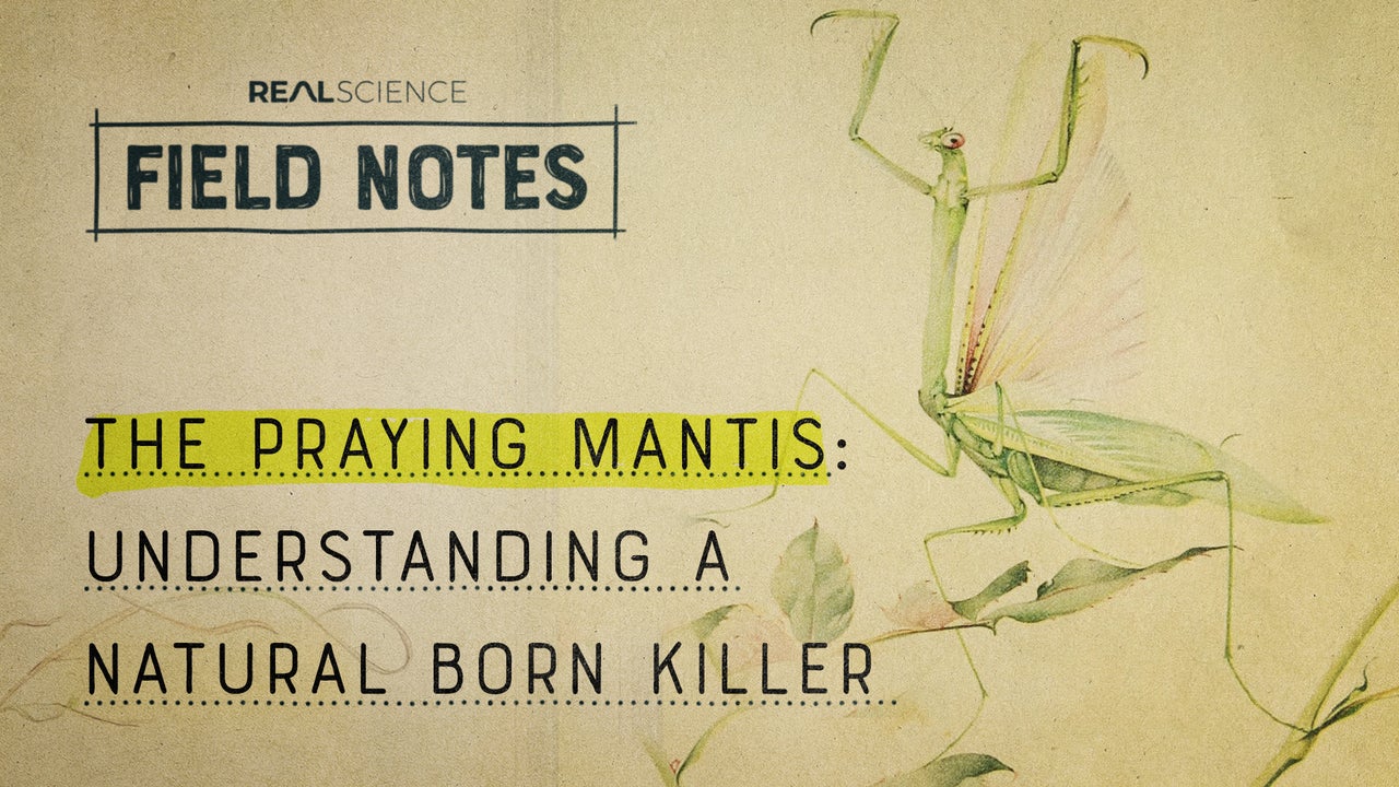 The Praying Mantis: A Natural Born Killer | Nebula