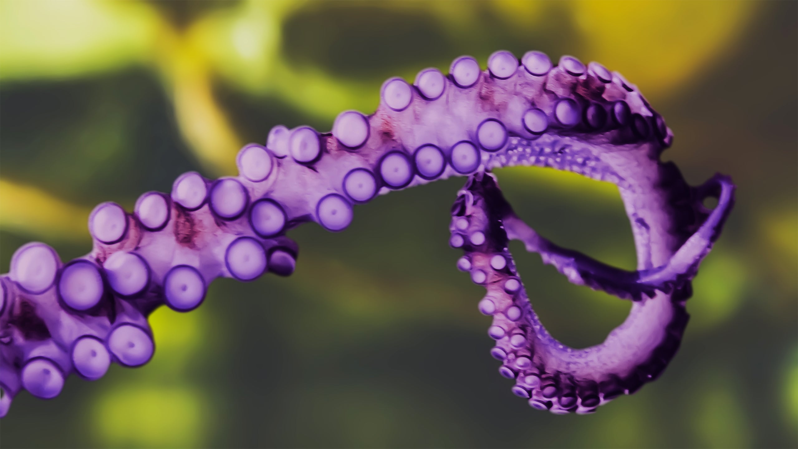 The Whale Tier List — TierZoo Remastered | Nebula