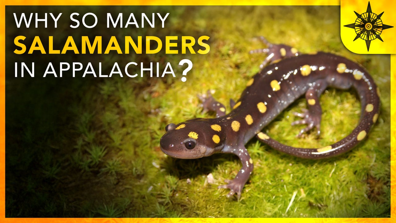 Why are there SO MANY Salamanders in Appalachia? | Nebula