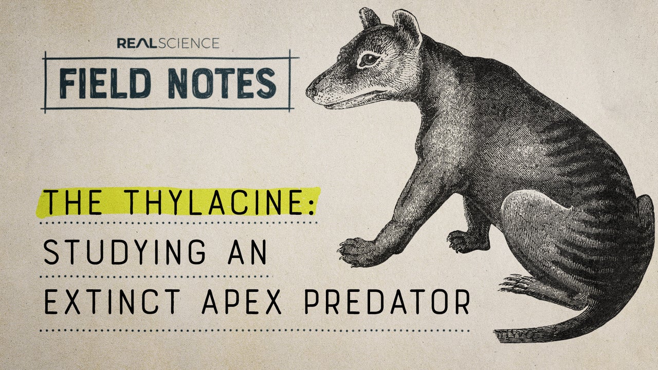 The Thylacine: Studying an Extinct Apex Predator | Nebula