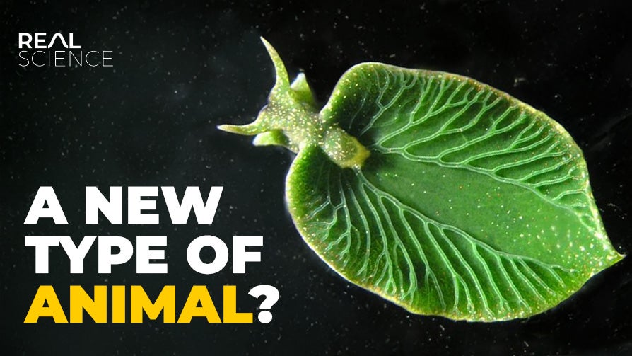 This Slug Should Be Impossible | Nebula