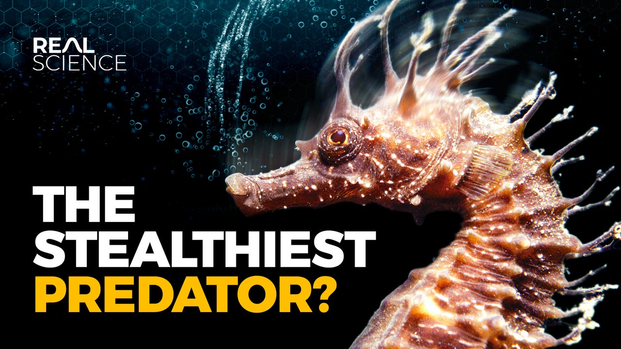 The Insane Biology of: The Seahorse | Nebula