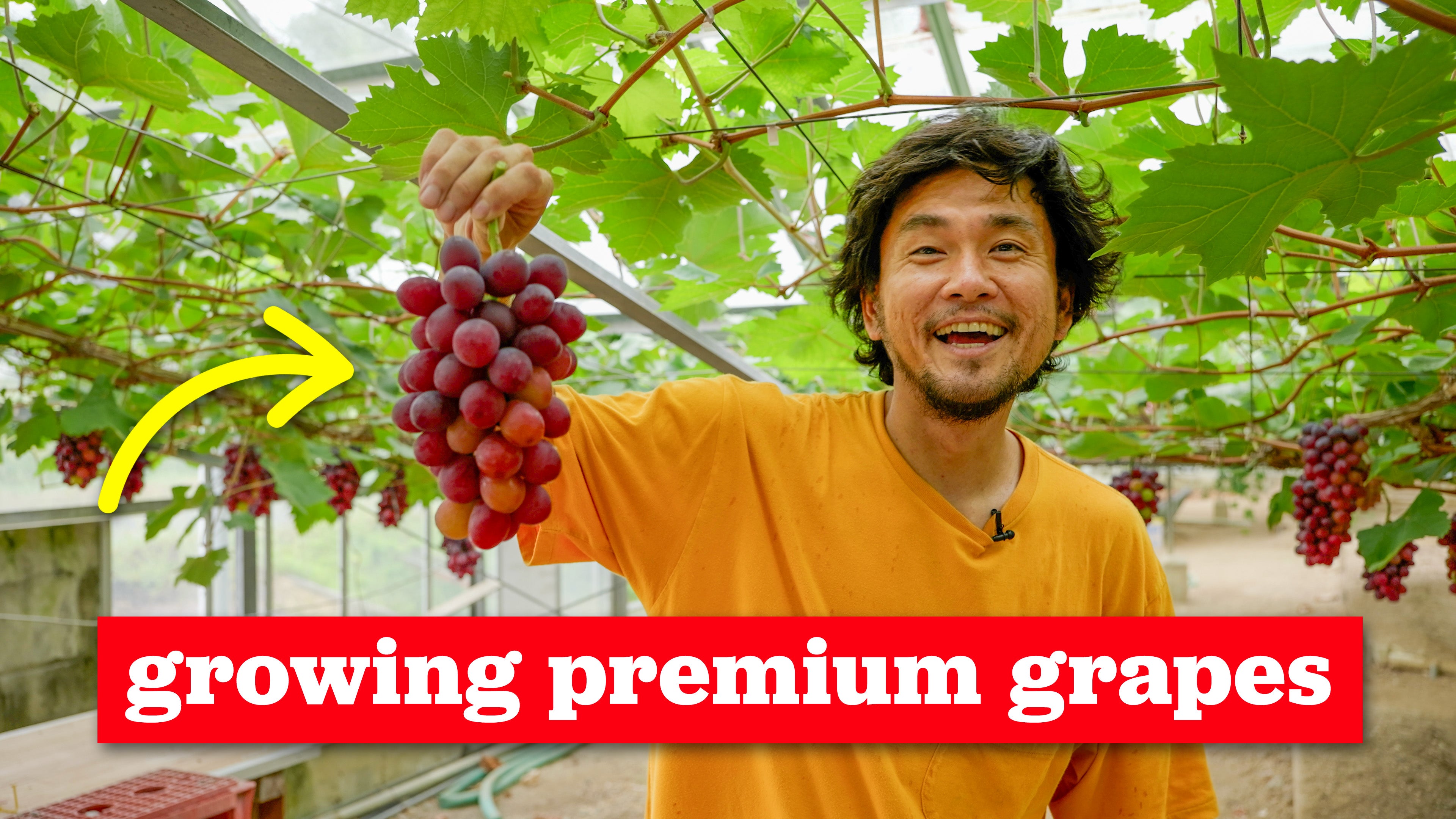 This Japanese salesman quit his job to grow premium grapes | Nebula